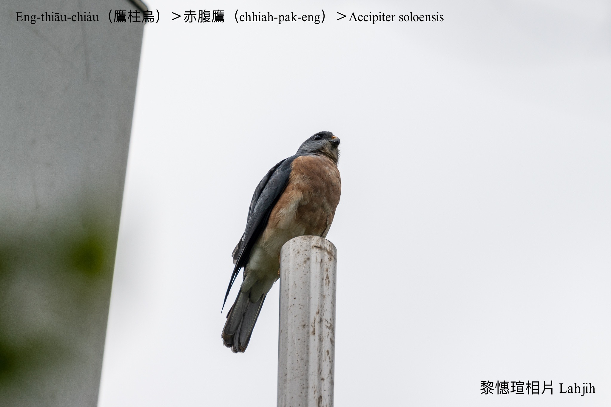 8-4. Eng-thiāu-chiáu（鷹柱鳥） · 《還我台灣鳥仔名》