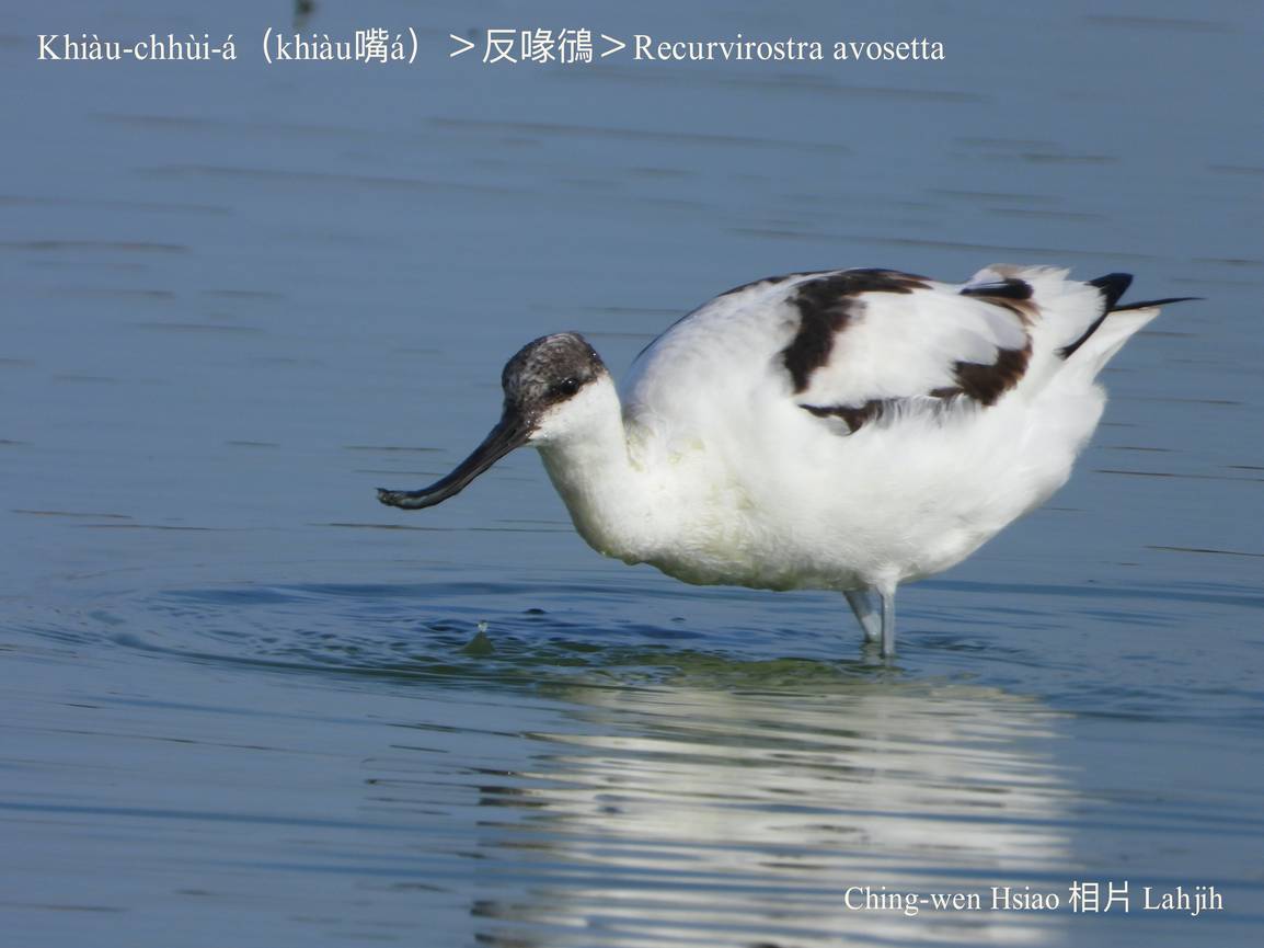 16-4. Khiàu-chhùi-á（Khiàu嘴á） · 《還我台灣鳥仔名》