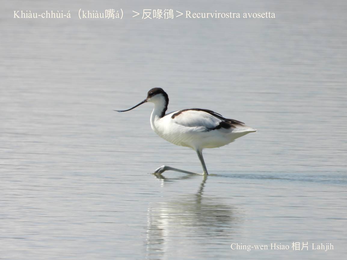 16-4. Khiàu-chhùi-á（Khiàu嘴á） · 《還我台灣鳥仔名》