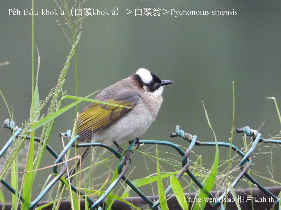 34-2 Pe̍h-thâu-khok-á（白頭Khok-á） · 《還我台灣鳥仔名》