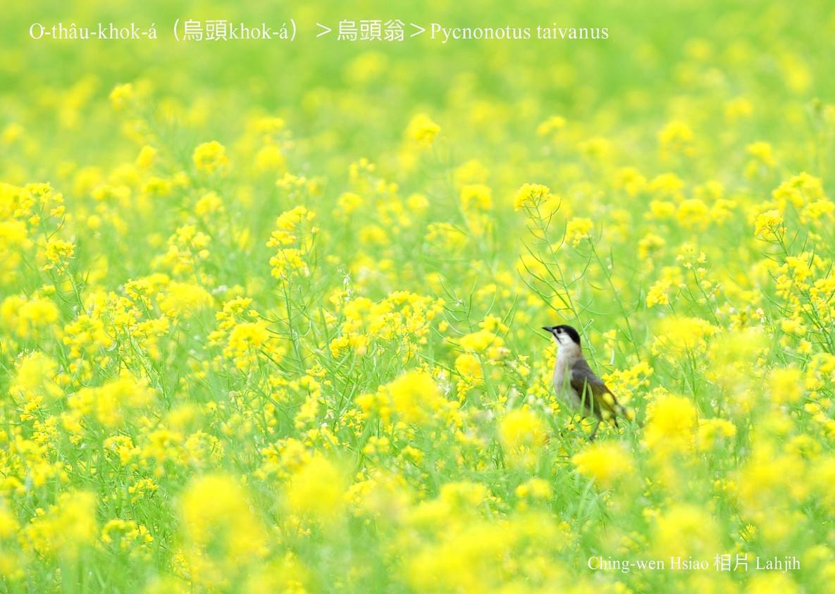 《還我台灣鳥仔名》 · 34-3. O͘-thâu-khok-á（烏頭Khok-á）