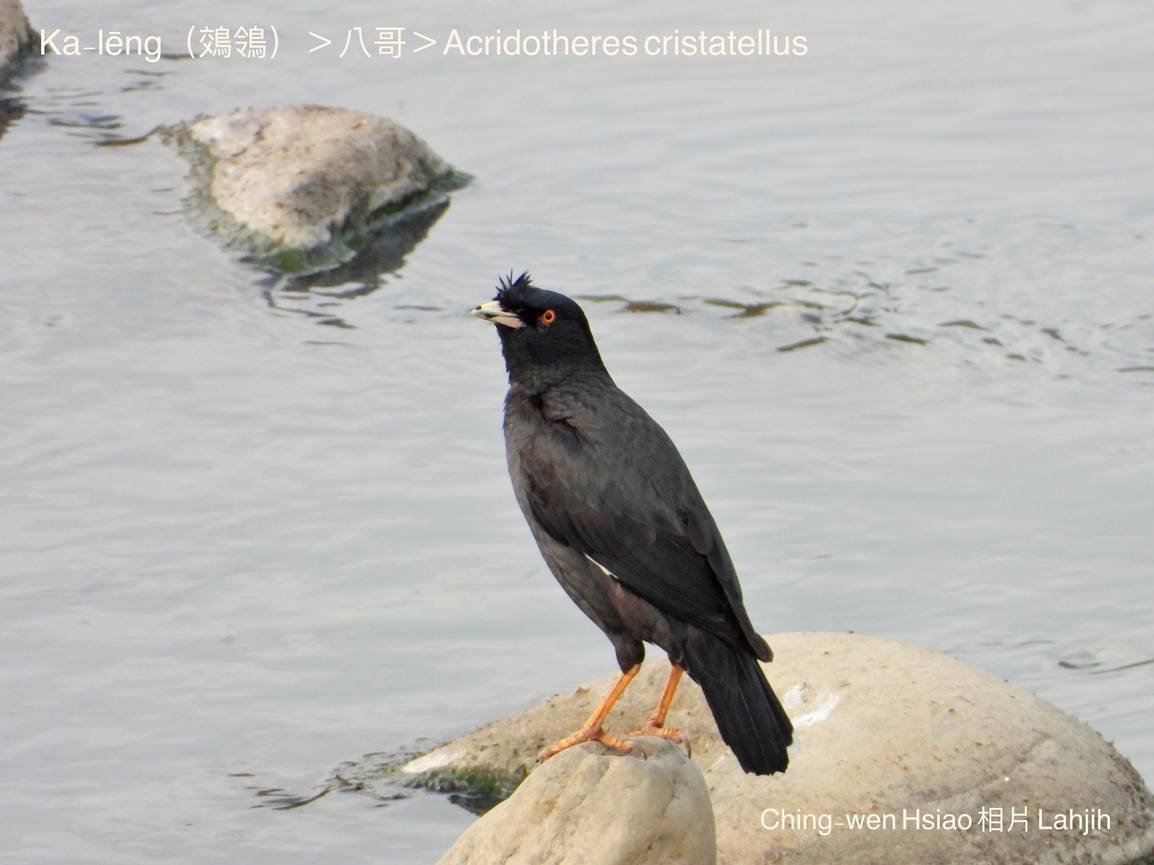 38-1. Ka-lēng（鵁鴒） · 《還我台灣鳥仔名》